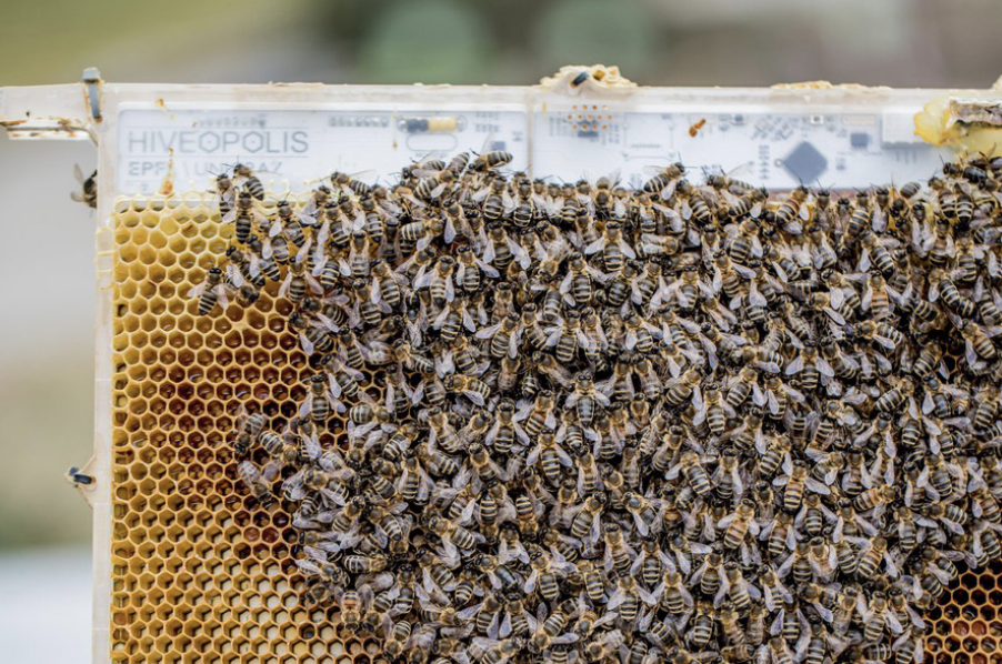 Build the Change homework - build a smart-home to save the bees - The Day