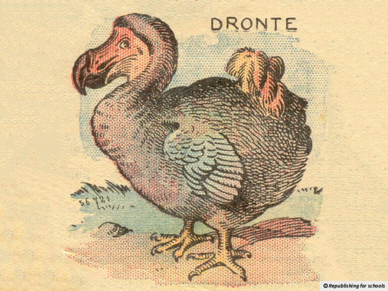 Why did dodos go extinct? - The Day