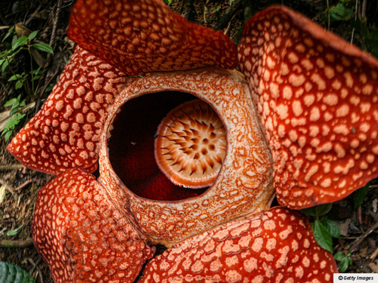 Why does this flower smell like death? - The Day