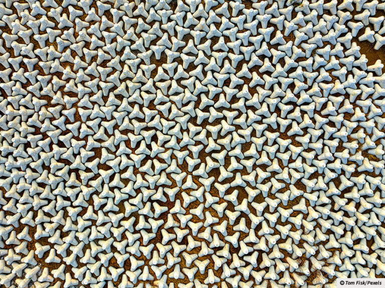 Triangular tips - The Day