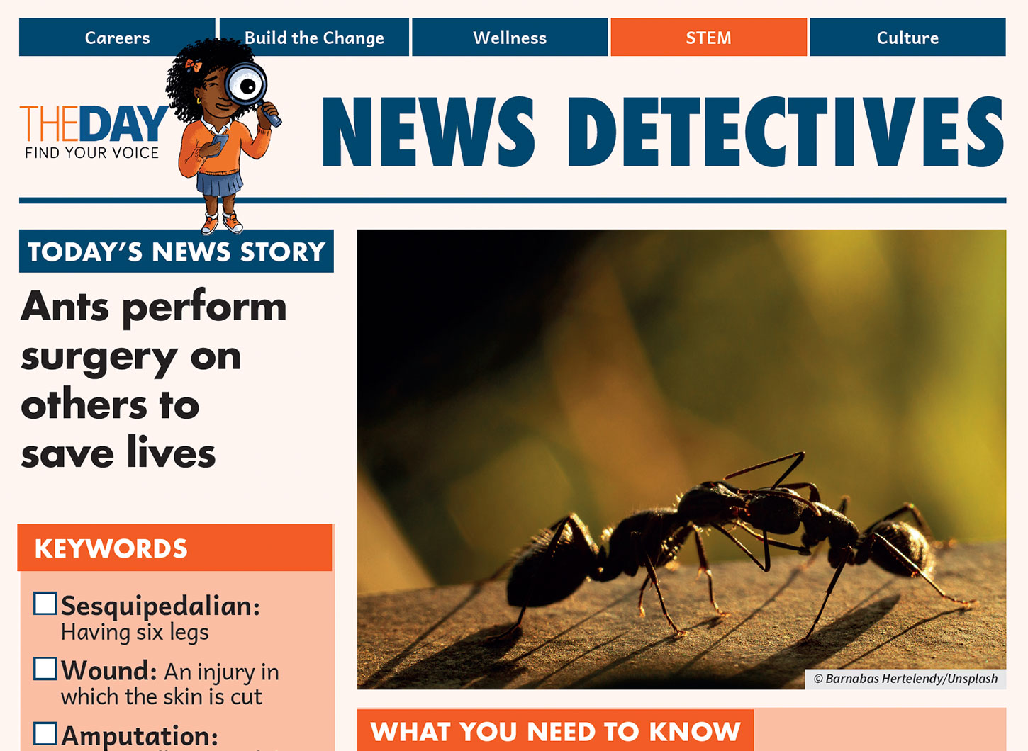 Ants perform surgery on others to save lives - The Day