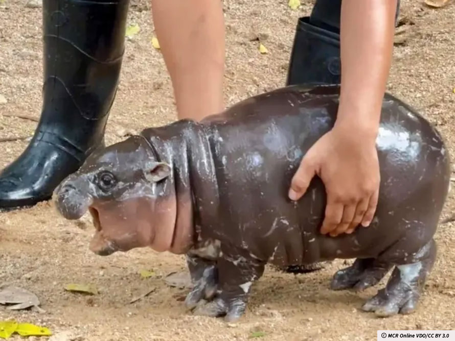 Web goes wild for baby hippo Moo Deng (Reading Level 4-5) - The Day