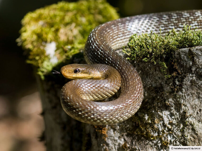 The wild snakes invading Welsh homes - The Day