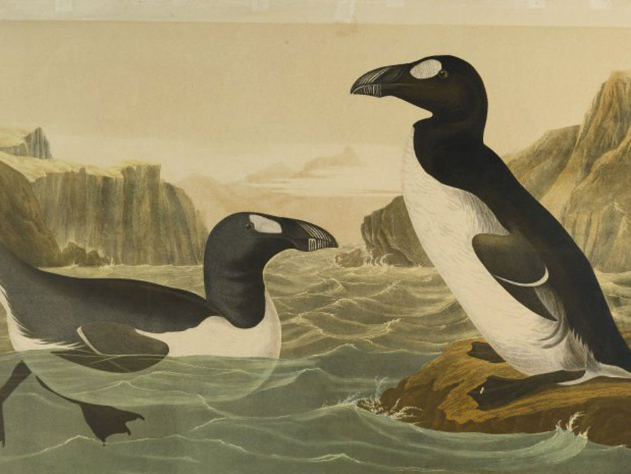 Can we stop animals from going extinct? - The Day