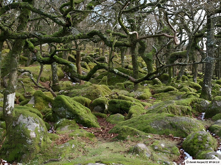 Where are Britain's last rainforests? - The Day