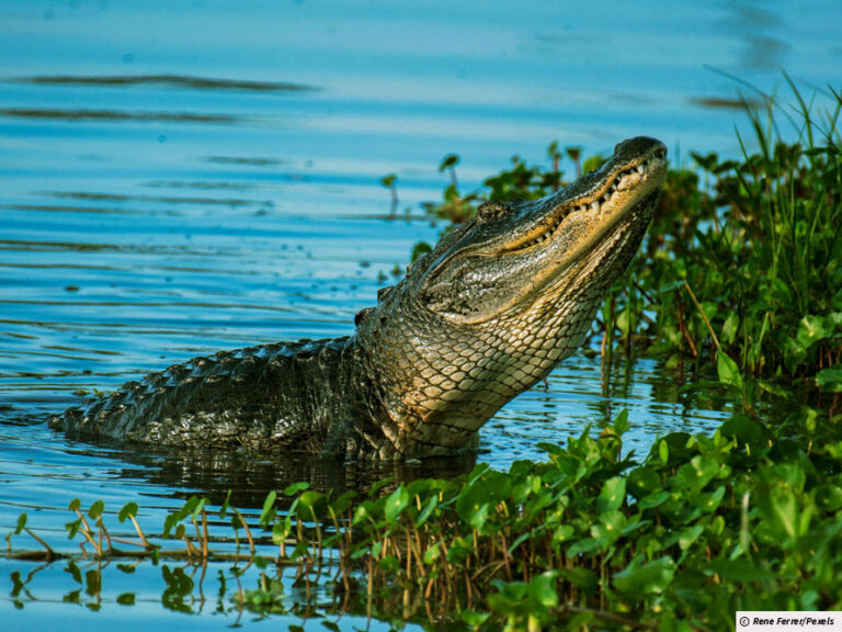 Why are crocodiles thriving at a nuclear plant? (Reading Level 4-5 ...