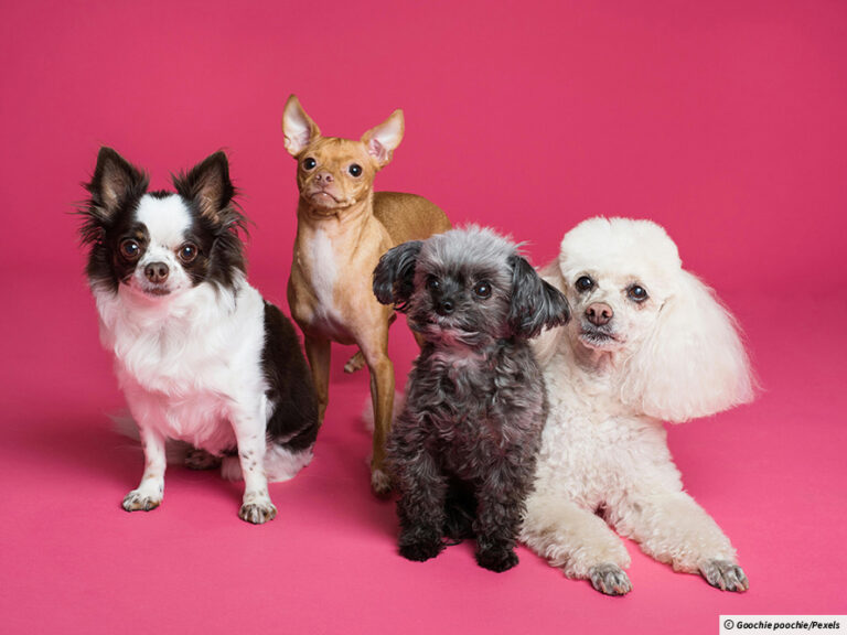 Why are there so many dog breeds? - The Day