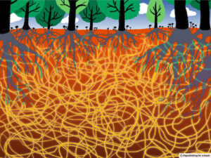 Fungi’s secret life beneath our feet (Reading Level 2) - The Day